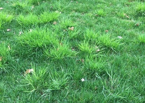 Weed Control How To Get Rid Of Rough Bluegrass Weeds